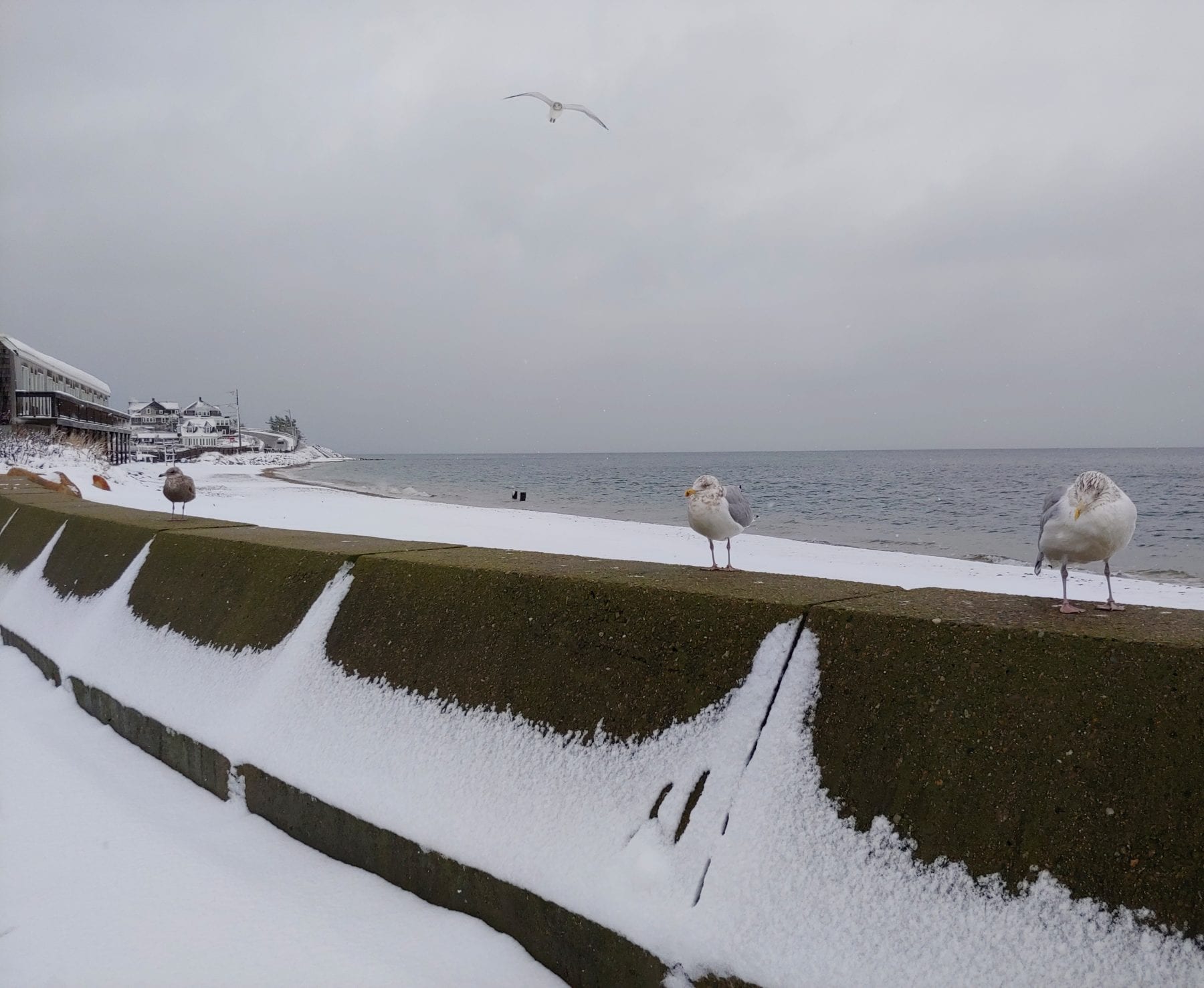 Falmouth's First Snowfall: Cape Cod Wonderland - Falmouth Visitor